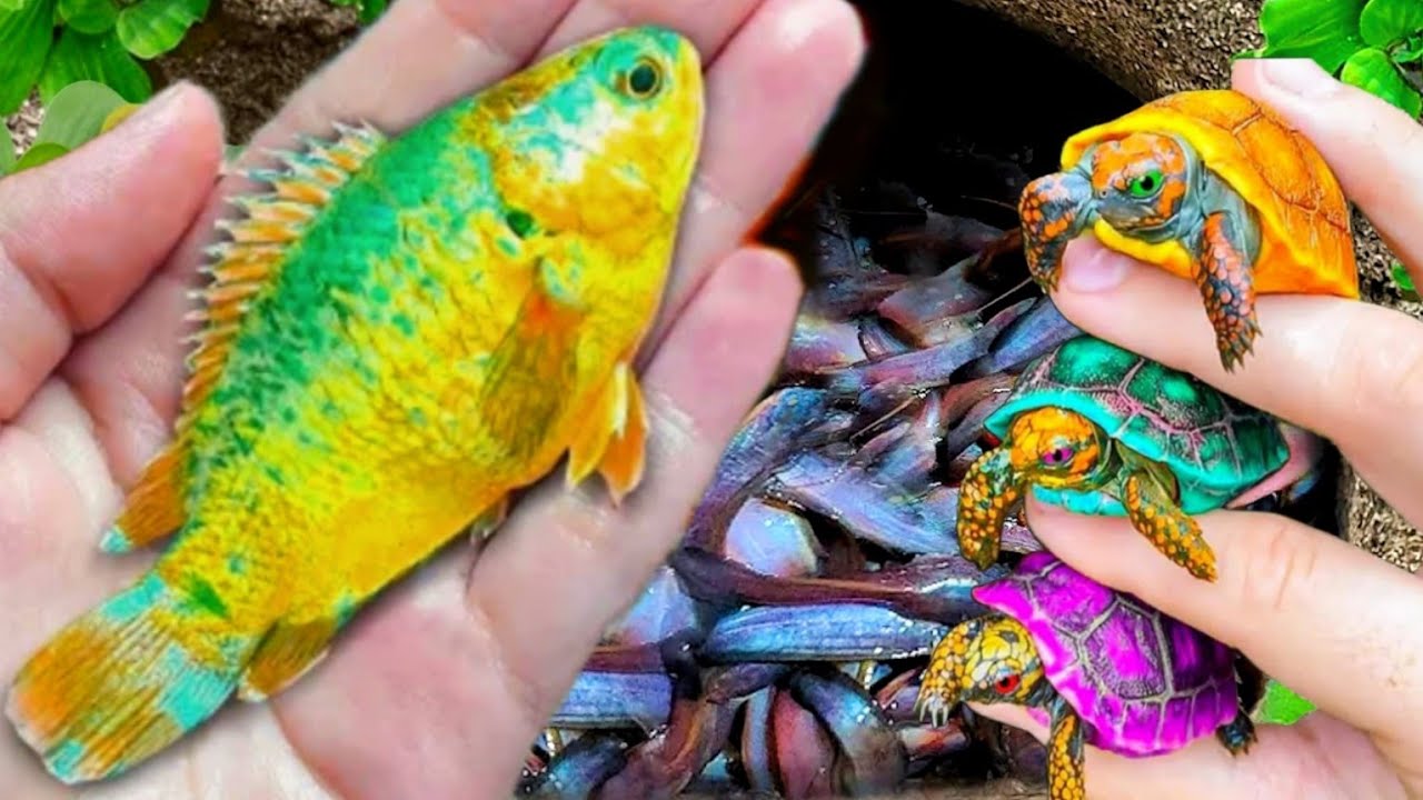 Catching Strange Fish In Giant Surprise Colorful koi, Kim Kim Fish ...