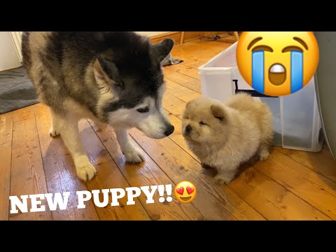Husky Meets The Cutest Chow Chow Puppies In The World!! [CUTEST REACTION!!!]