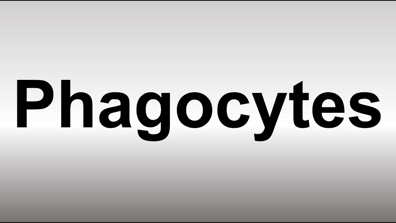 How to Pronounce Phagocytes - YouTube