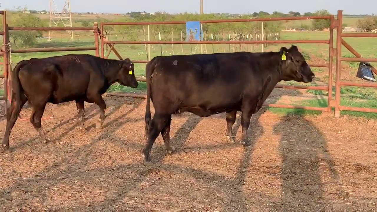 3 head of young Angus Spring Calving Cows, #0919 | Cattle for sale ...