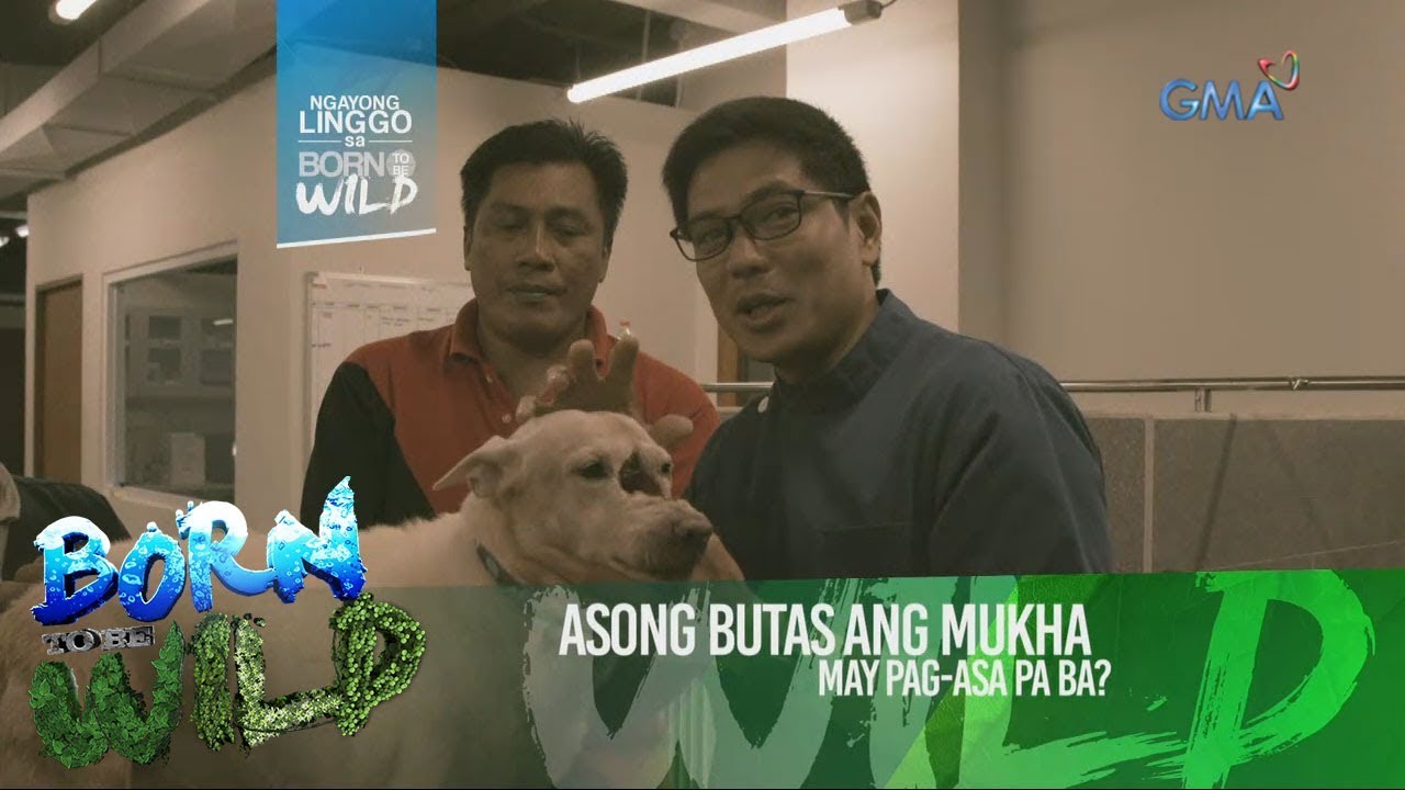 Born to be Wild: Asong may butas sa mukha, gagamutin - YouTube