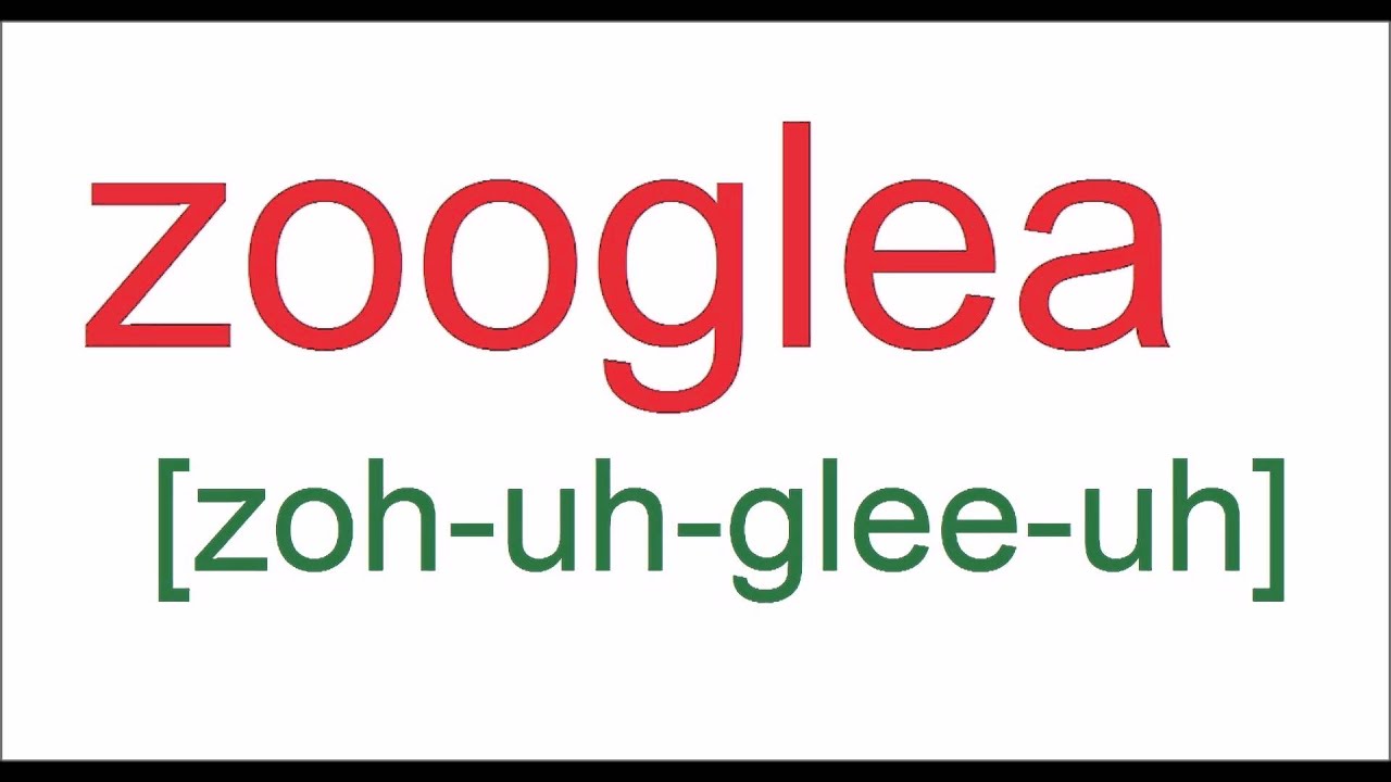 How To Pronounce ZOOGLEA - YouTube