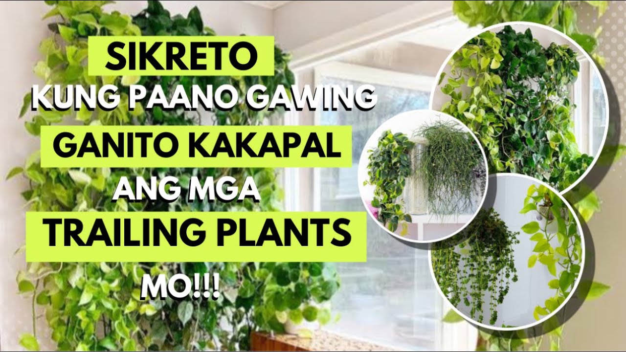 MABILIS NA PAMPAKAPAL NG MGA TRAILING PLANTS! - YouTube