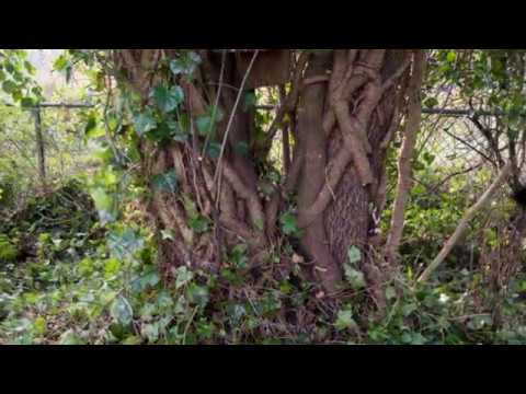 How to Remove invasive weed English Ivy (Hedera helix) from trees - YouTube
