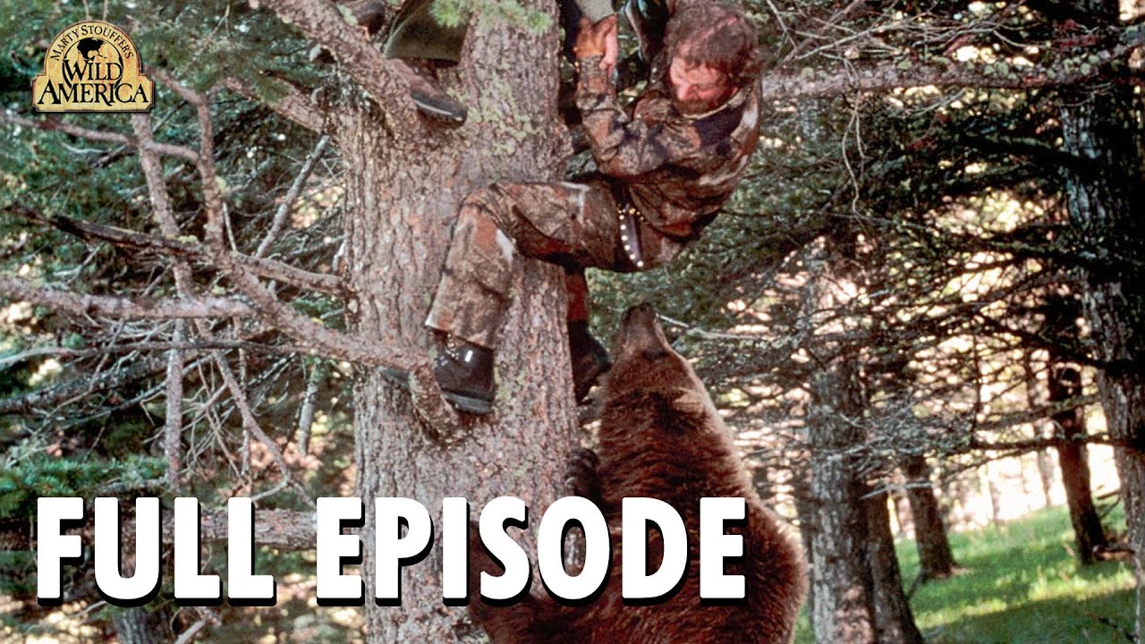 Wild America | Special E7 'Fantastic Follies' | Wild America Animal ...