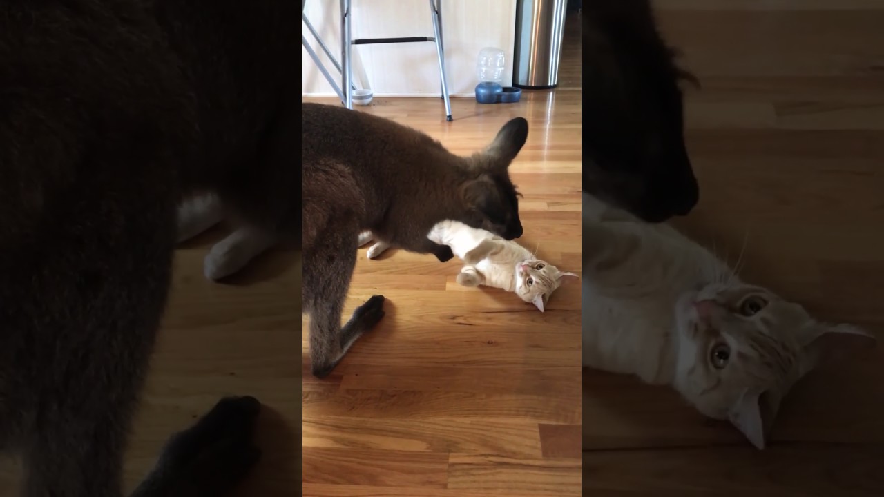 Jack the Wallaby Play With Pixie the Cat - YouTube
