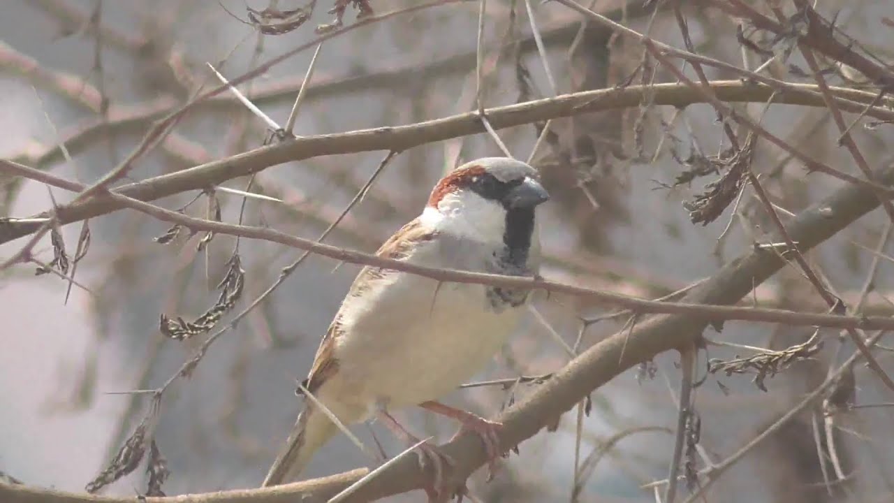 Goraiya Couple/Passer domesticus/घरेलू गौरैया/INDIAN BIRDS VIDEOS - YouTube