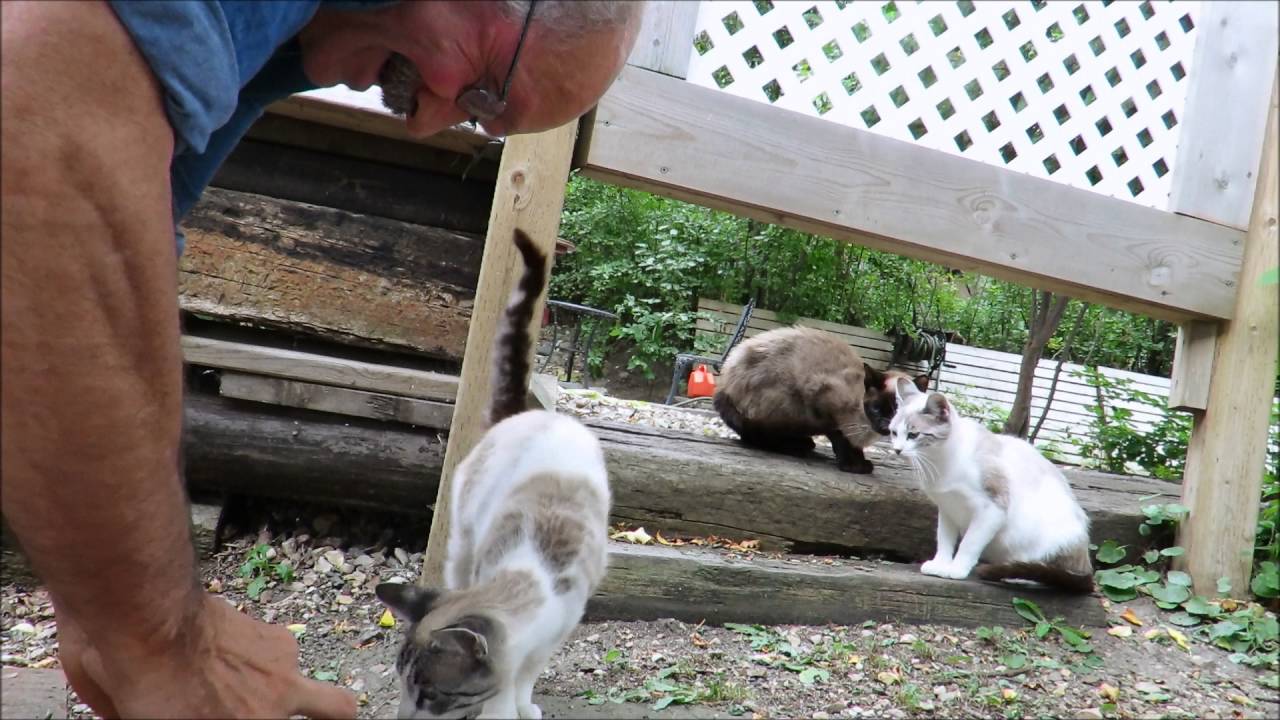 Spoiled Brat Cats - YouTube
