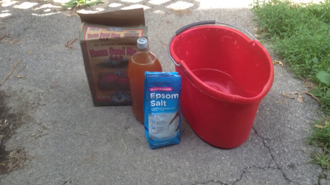 Using Néem and Epsom salt for flea / tick control skin infection itchy ...