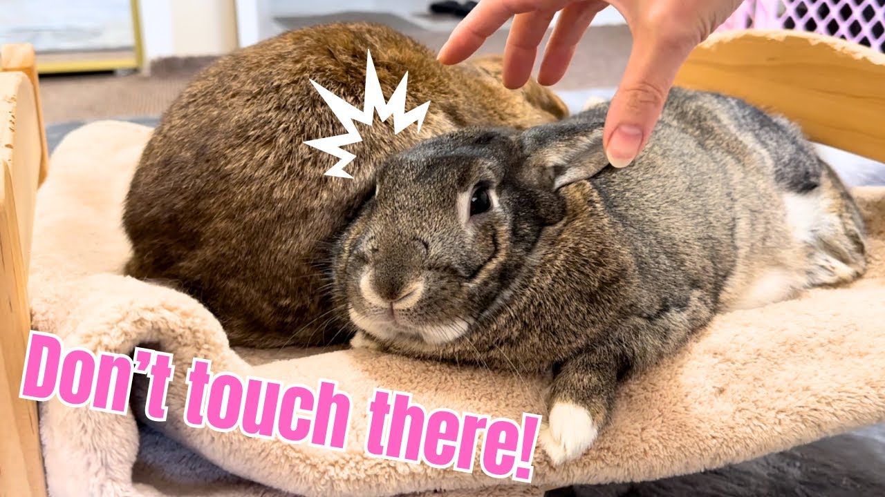STOP Making These Petting Mistakes! The Rabbit Whisperer's Guide 🐰⭐️ ...