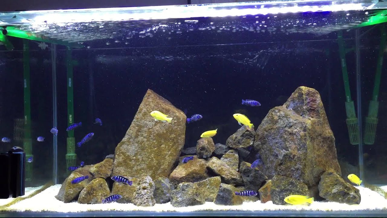 Week 3 Pseudotrophis demasoni and Labidochromis caeruleus (Yellow Labs ...