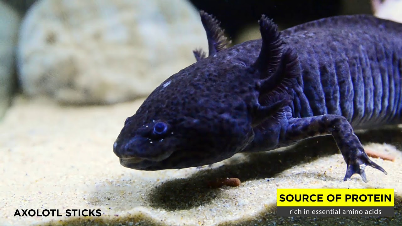 TROPICAL AXOLOTL STICKS - YouTube