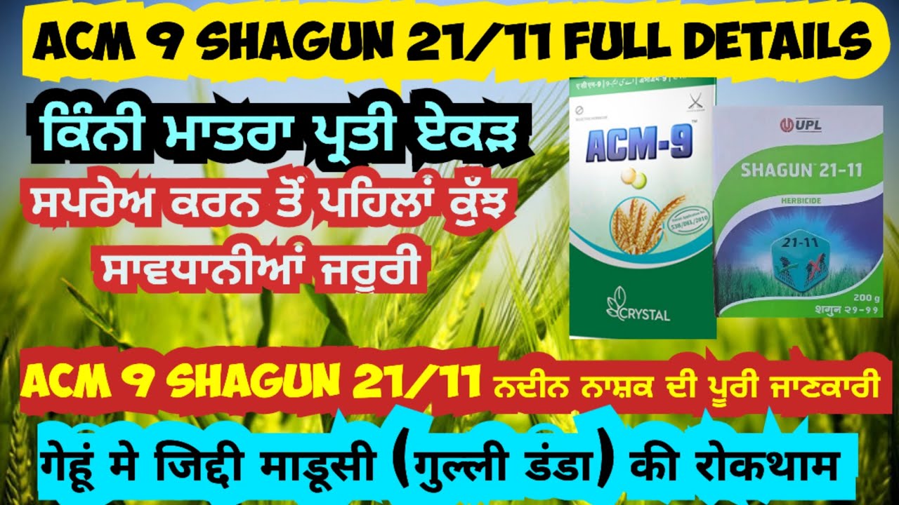ACM 9 Shagun 21/11 Full detail🌿 ACM 9 Shagun 21/11ਦੀ ਪੂਰੀ ਜਾਣਕਾਰੀ - YouTube