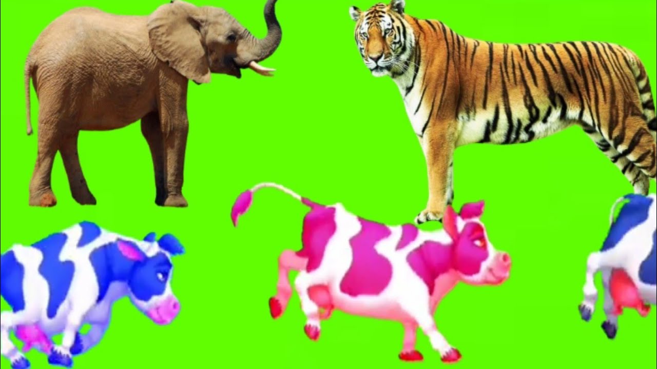 Bull Running Green Screen | Animals Movie Green Screen|Animals Green ...