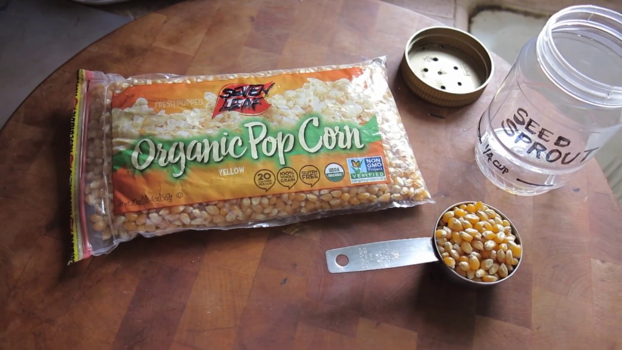 HOW TO MAKE POPCORN SEED SPROUT TEA FOR CANNABIS - YouTube