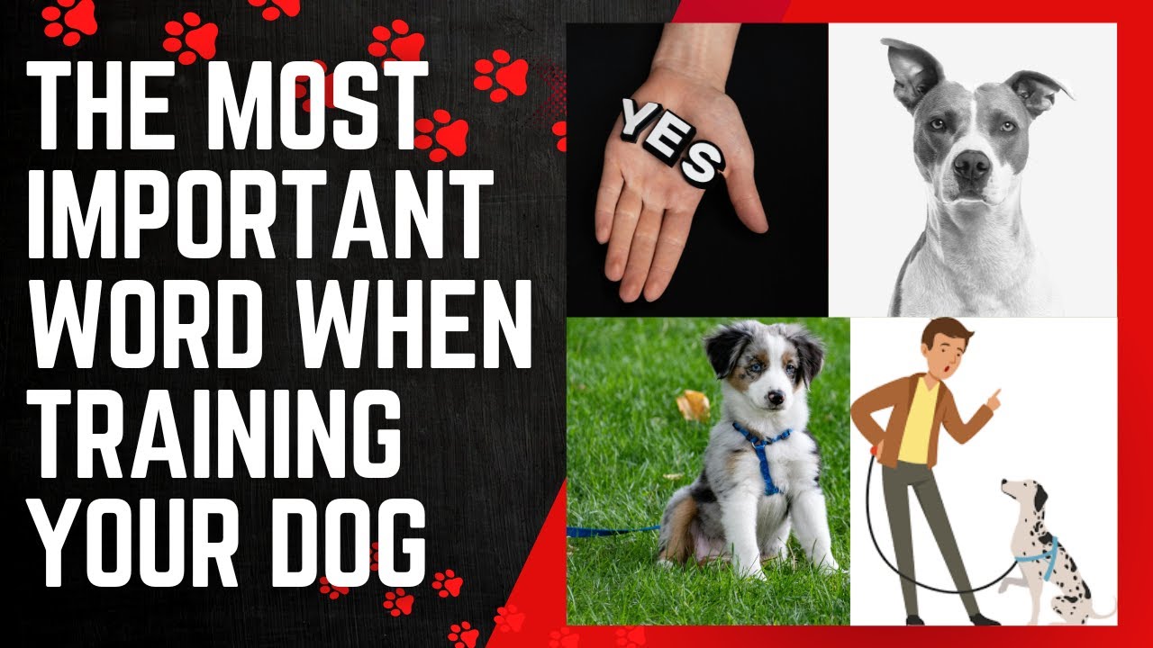 The MOST IMPORTANT word when training your DOG - YouTube