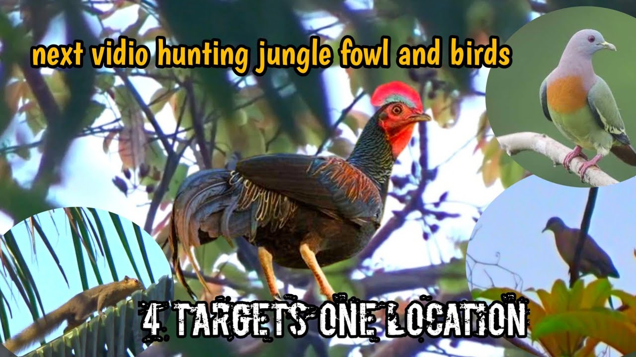 next video hunting jungle fowl and birds || Hunting Ayam Hutan lur 😊 ...