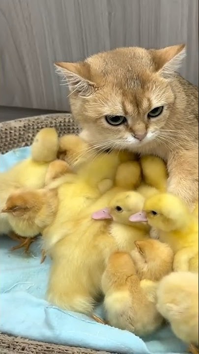 Kittens help mother ducks and hens take care of their children.Funny and cute - YouTube