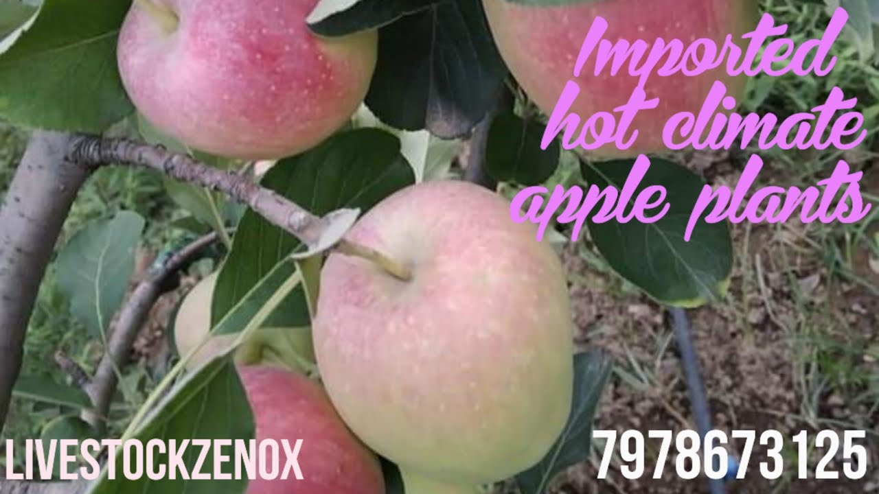 #Hot climate Imported African apple plants,!!! see details by ...