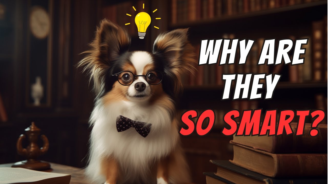 Papillon Facts: 10 "Smart Facts" You Should Know - YouTube