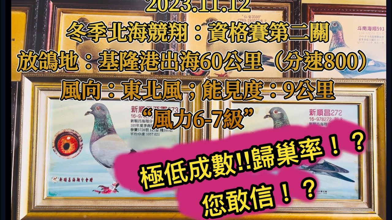 冬季北海競翔：基隆港出海60公里-20231112 Taiwan racing pigeons return home#鴿神使者#賽鴿#北海賽 ...