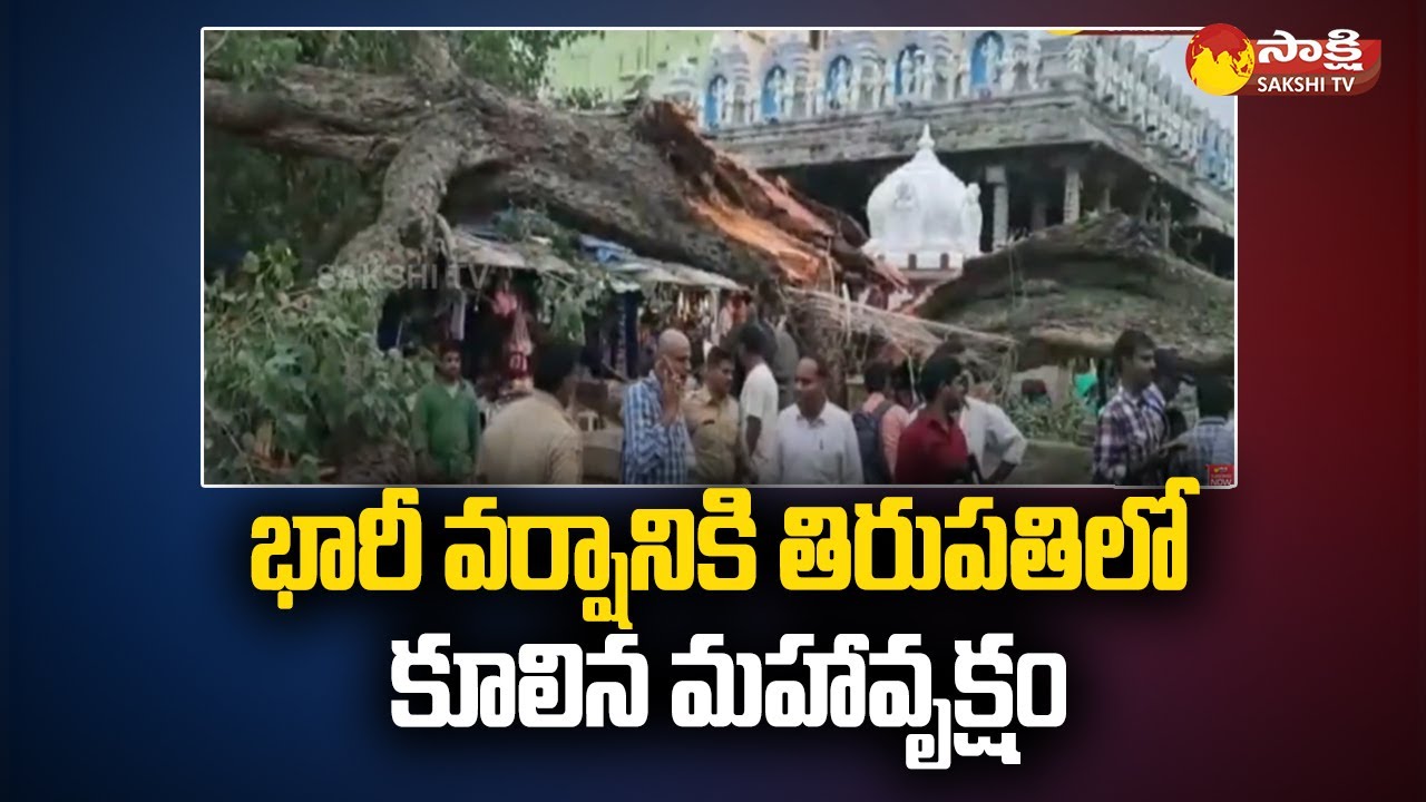 Historic Tree Falls at Tirupati Govindaraja Swamy Temple | Tirumala ...