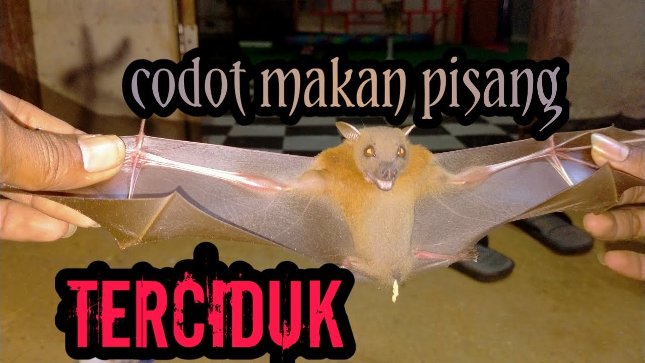Codot makan buah pisang terciduk - YouTube