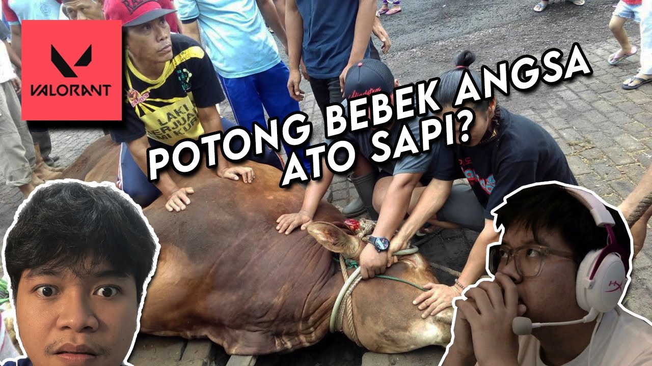 Siapa Yang Siang Tadi Liat Motong Sapi. Semoga Valorant Hoki 🐮 - YouTube