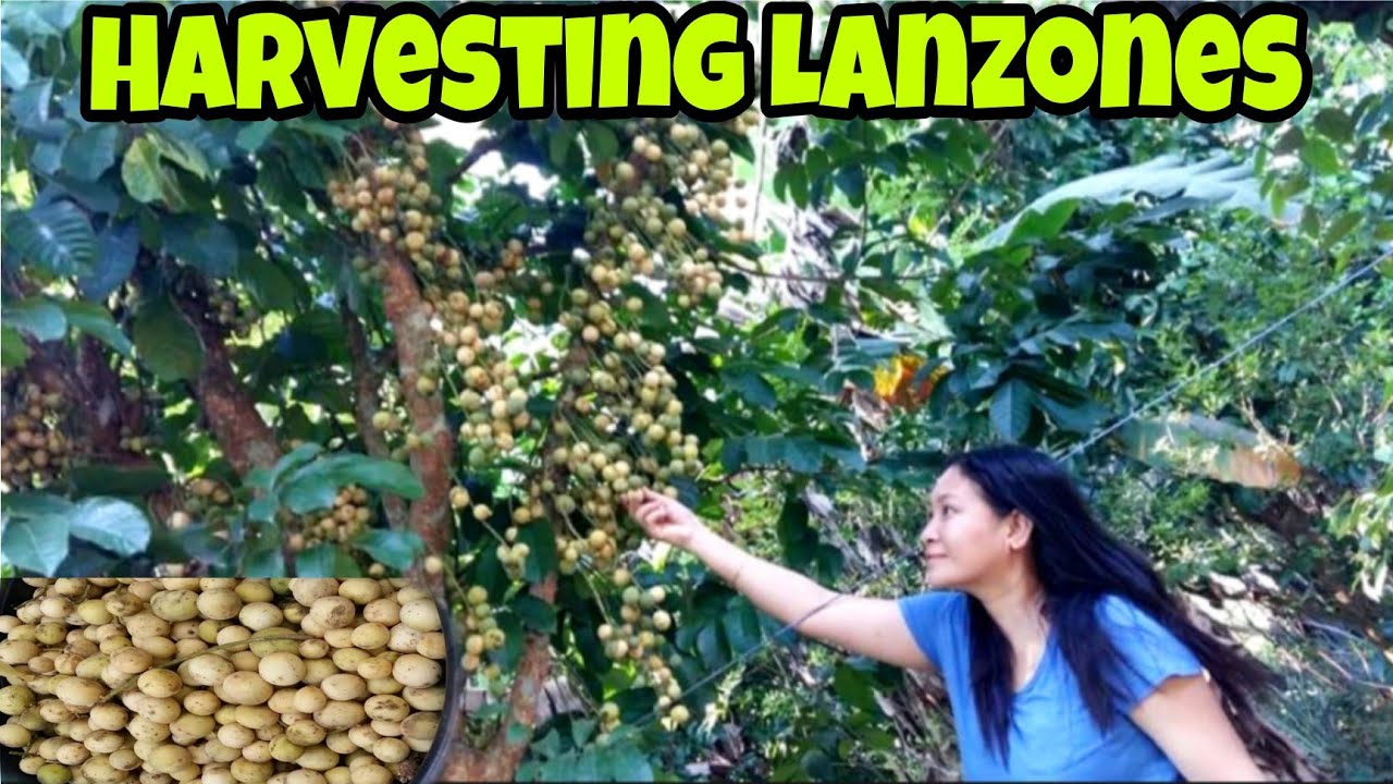 HARVESTING LANZONES PART 1 | HARVESTING FRUIT FROM OUR FARM | LANZONES ...