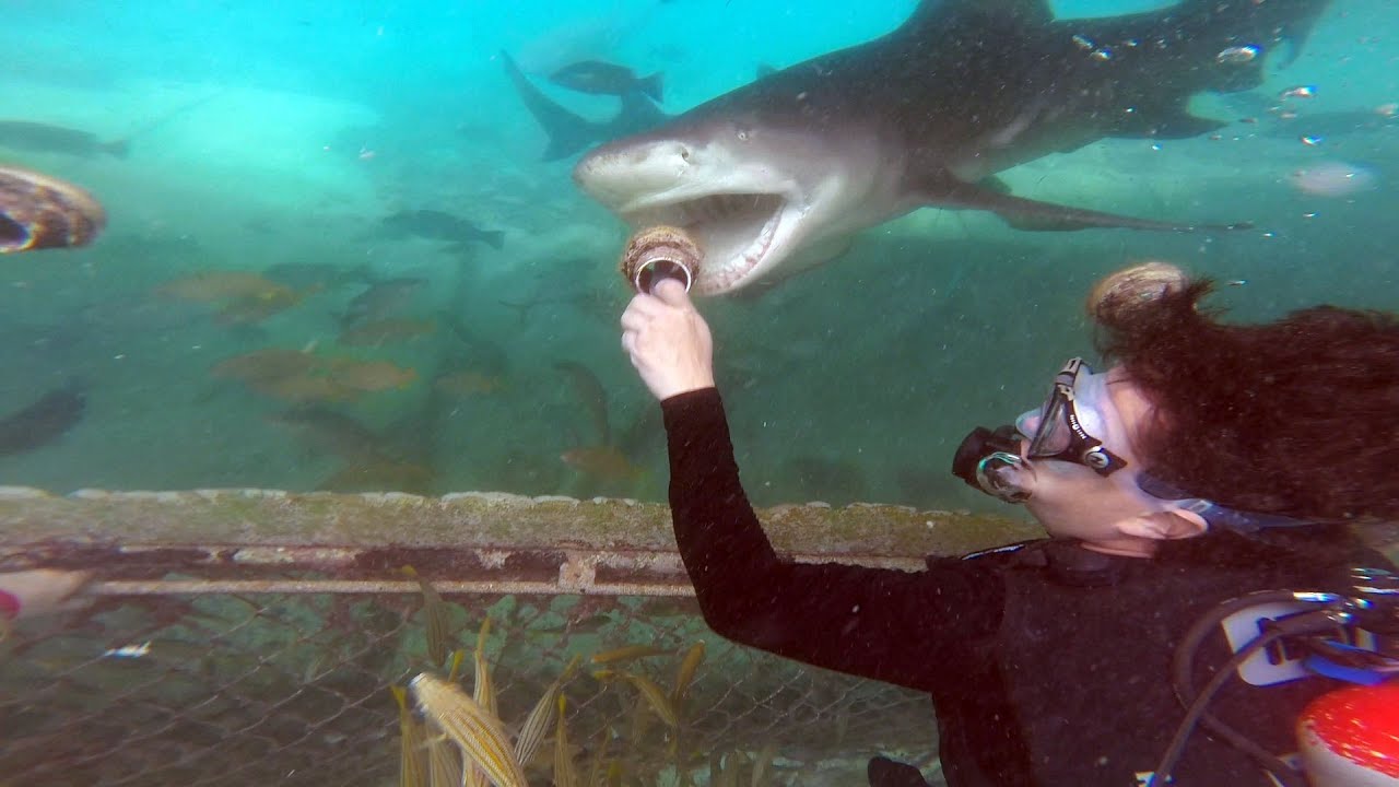 Animal Encounter at the Sea Aquarium Park in Curacao - Feeding Sting ...