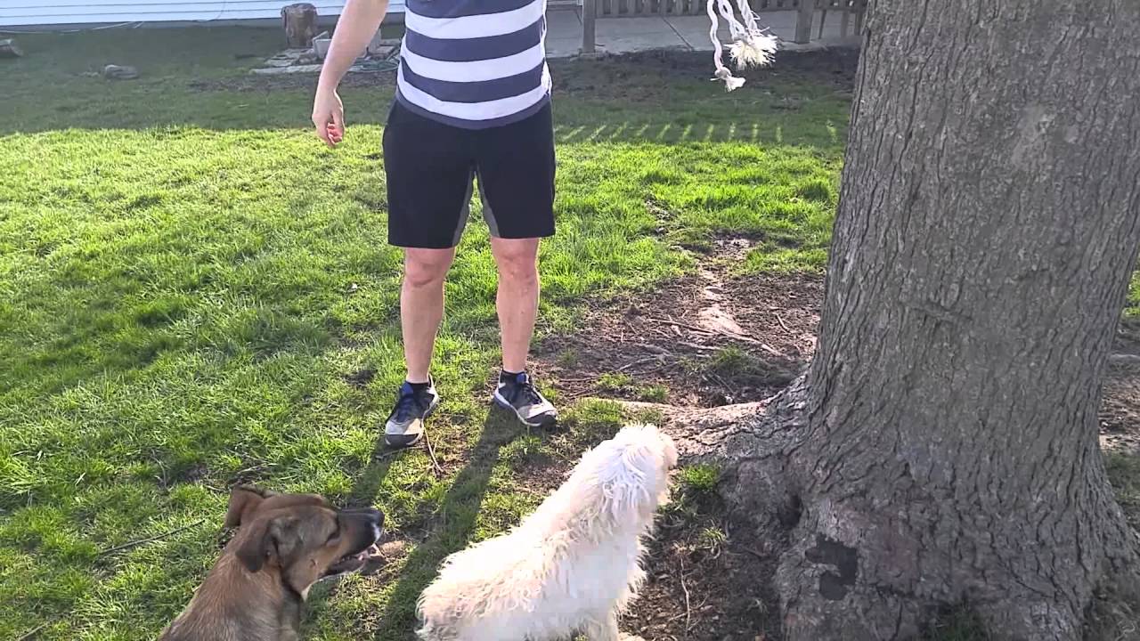 Westie hunting - YouTube