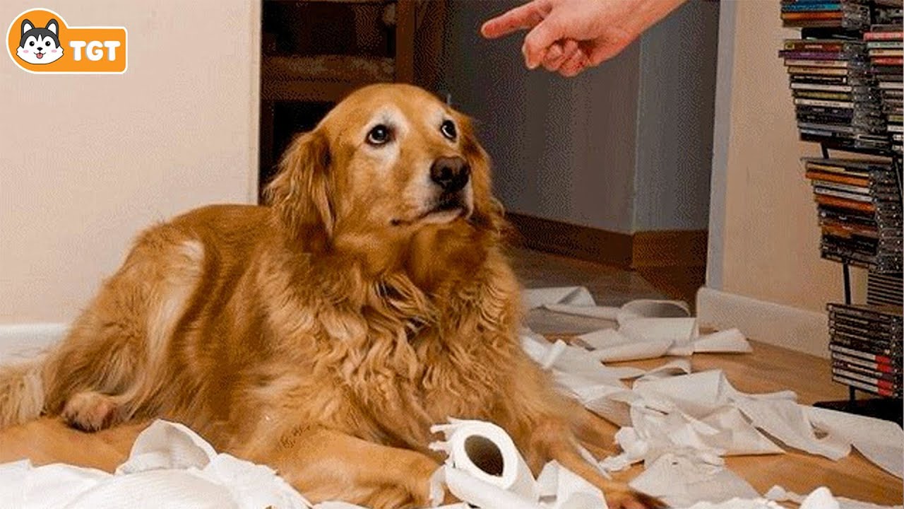 He's guilty again!🐶😠Funny Guilty Dogs🤣 Guilty Dogs Video Compilation ...