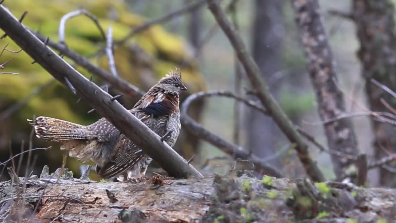 Ruffed grouse display in Yellowstone - YouTube