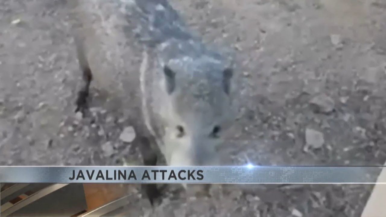 Two people injured in separate javelina attacks - YouTube