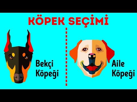 Size En Uygun Köpek Cinsini Nasıl Seçersiniz