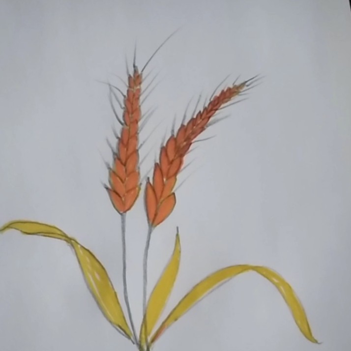 How to draw wheat very easy#draw wheat plant - YouTube