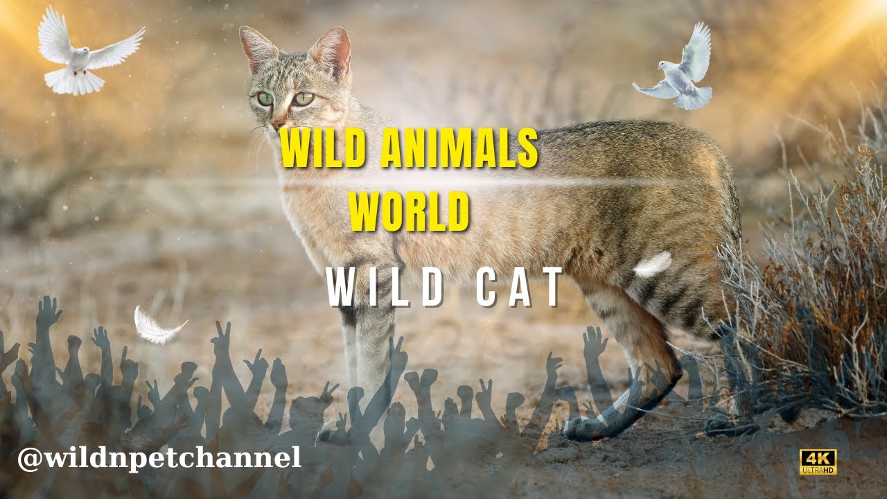 Secrets of America's Wild Cats Full Wildlife Documentary - YouTube