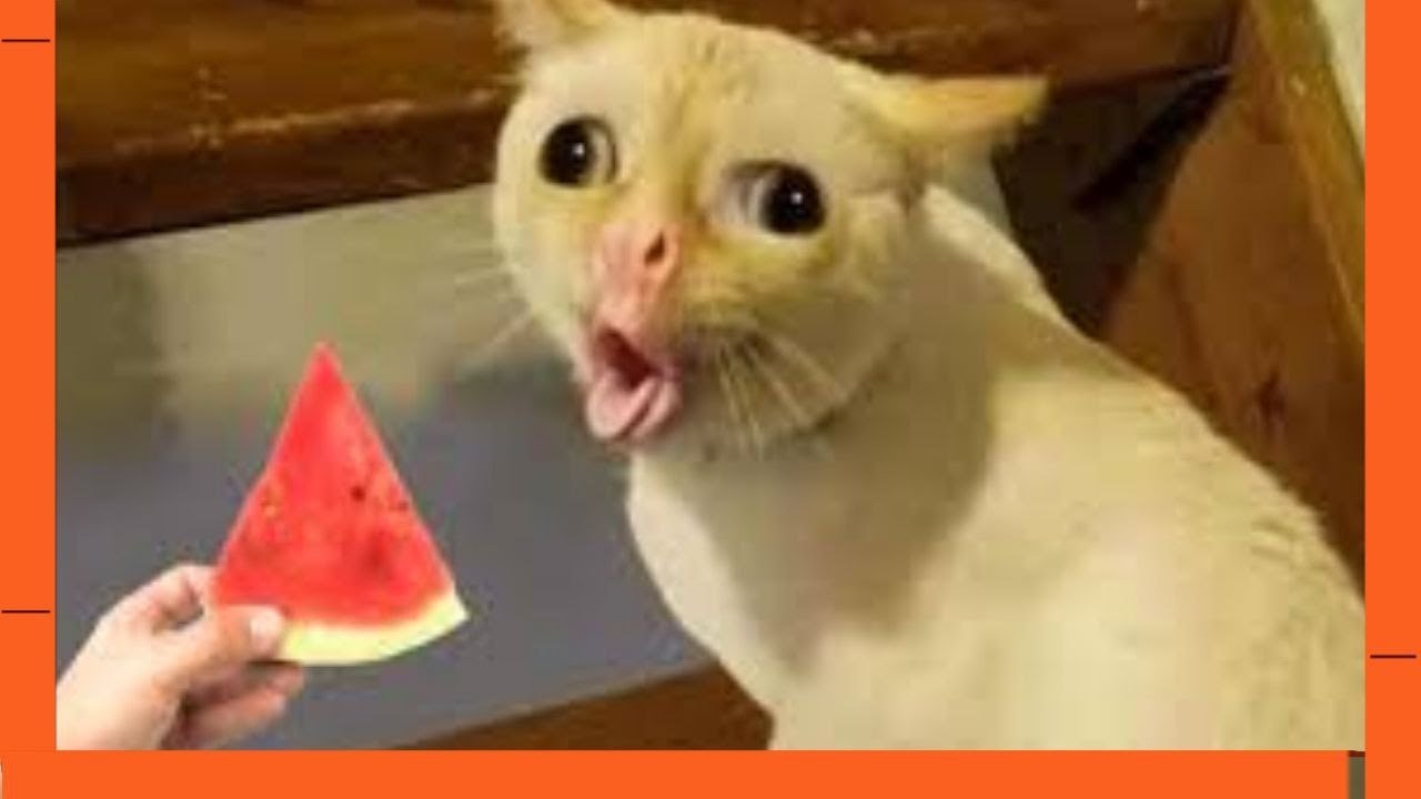 ultimate compilation of cats doing the FUNNIEST things ever! 😹 - YouTube