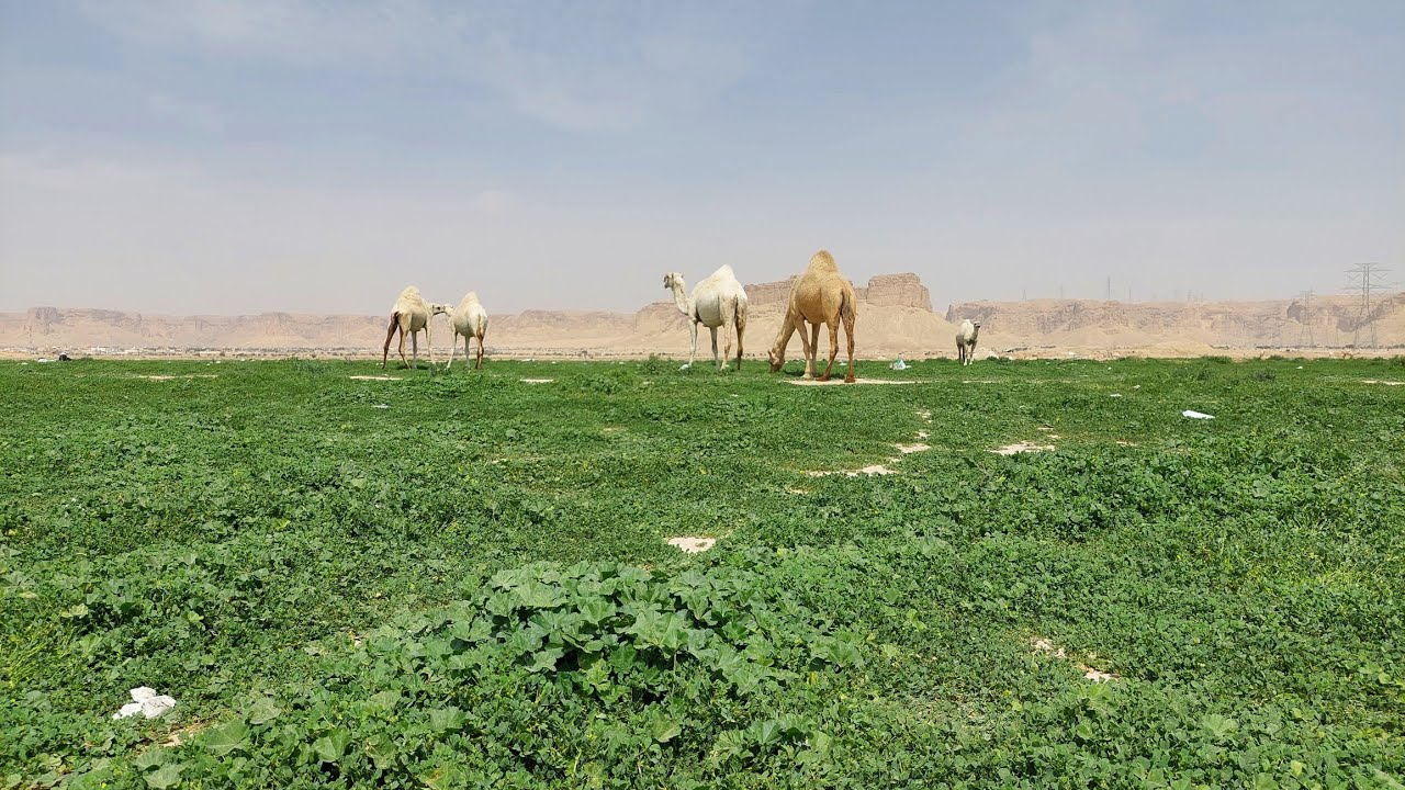 Arab saudi menghijau | gurun pasir tandus kini jadi padang rumput - YouTube