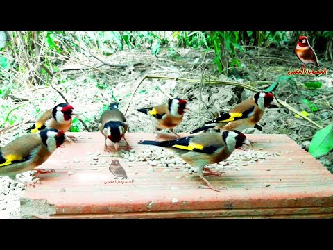 daha iyi şarkı söylemek için saka kuşu motivasyonu saka kuşu