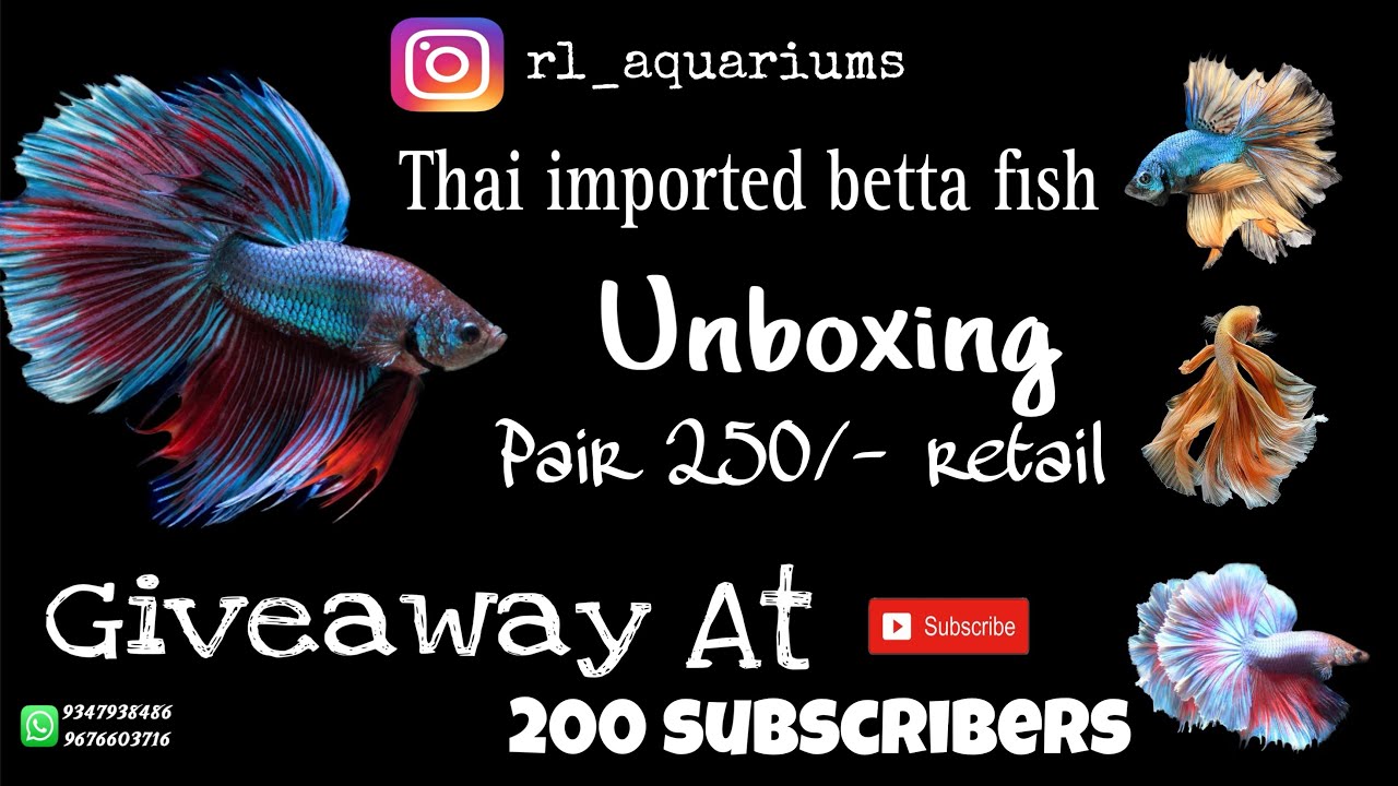 Ohm betta pairs available 🔥pair 250/- only🔥 || UNBOXING THAI IMPORTED ...
