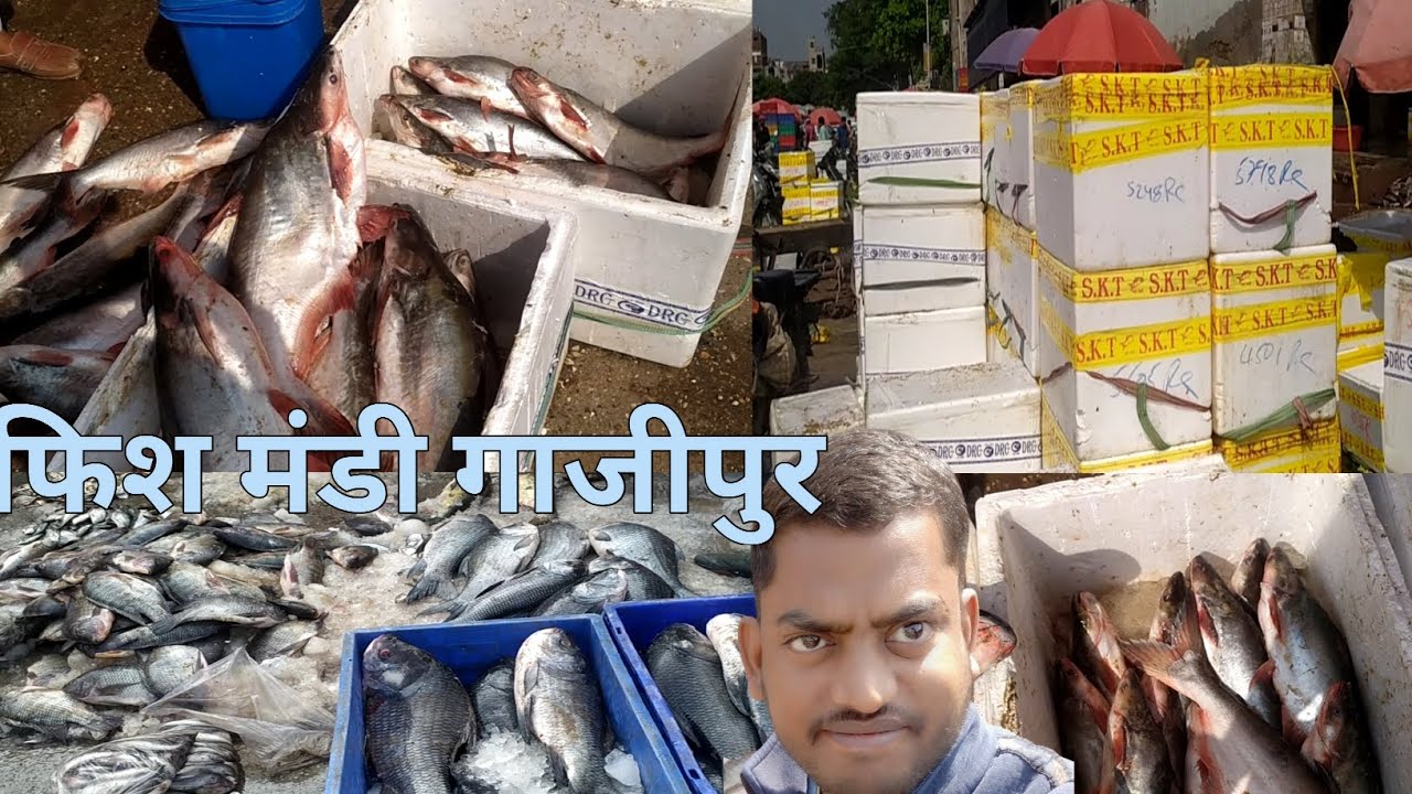 Ghazipur Fish Mandi Delhi Today Price 2025 ghazipur machli mandi ...