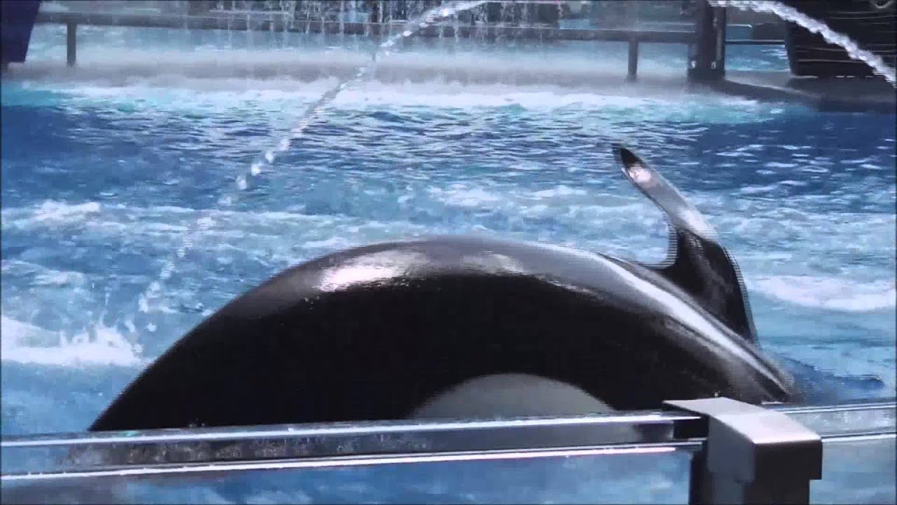 One Ocean Full Show @ SeaWorld Orlando - Soak Zone - YouTube