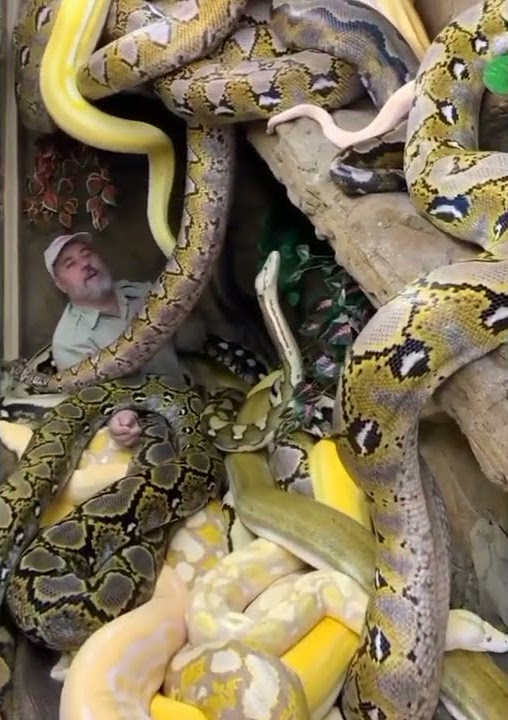 Has a python ever eaten a human - YouTube