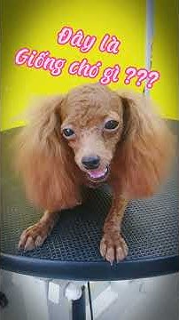 Giống chó gì mà XẤU thế nhỉ 😥 #Shorts - YouTube