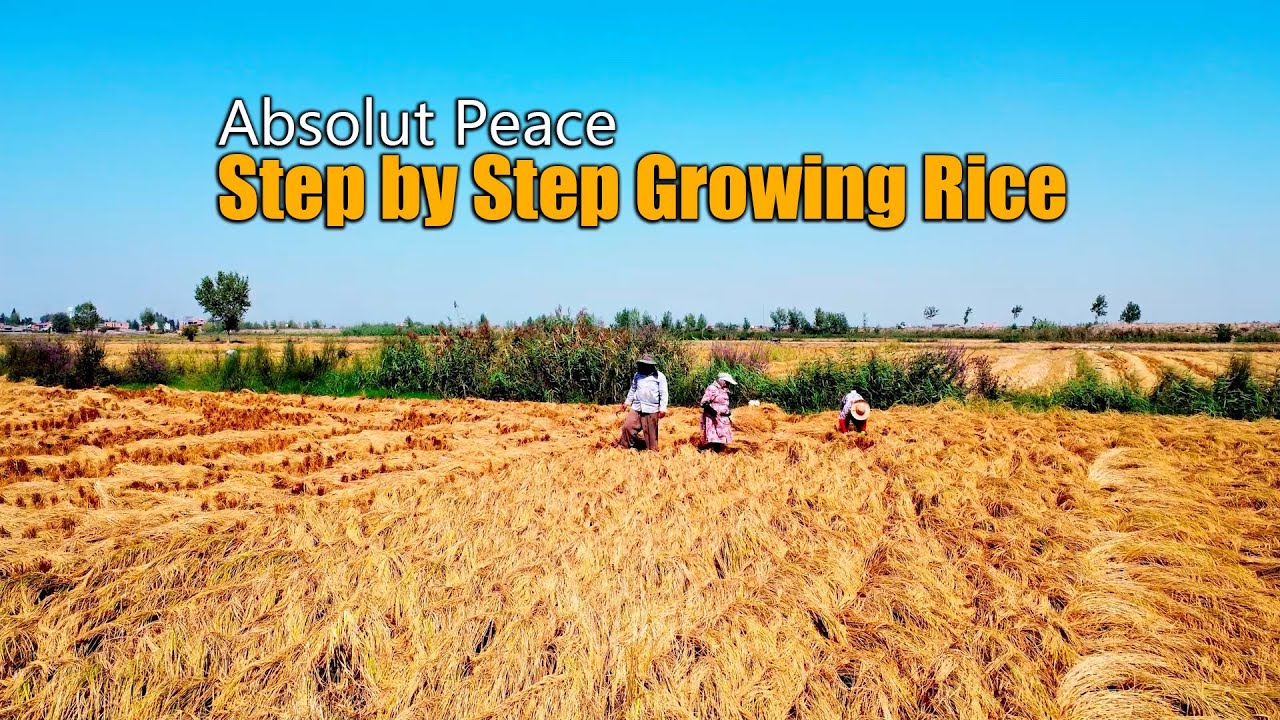 How to grow rice in a paddy field | Step-by-Step | how rice is grown ...