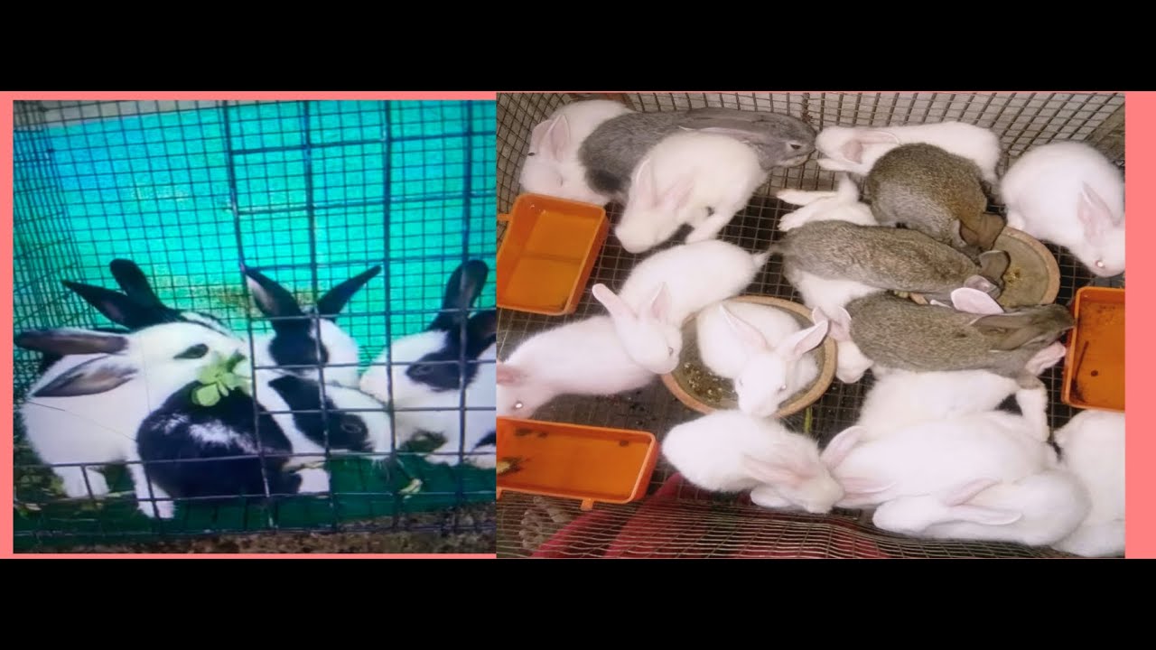 Rabbit farm - YouTube