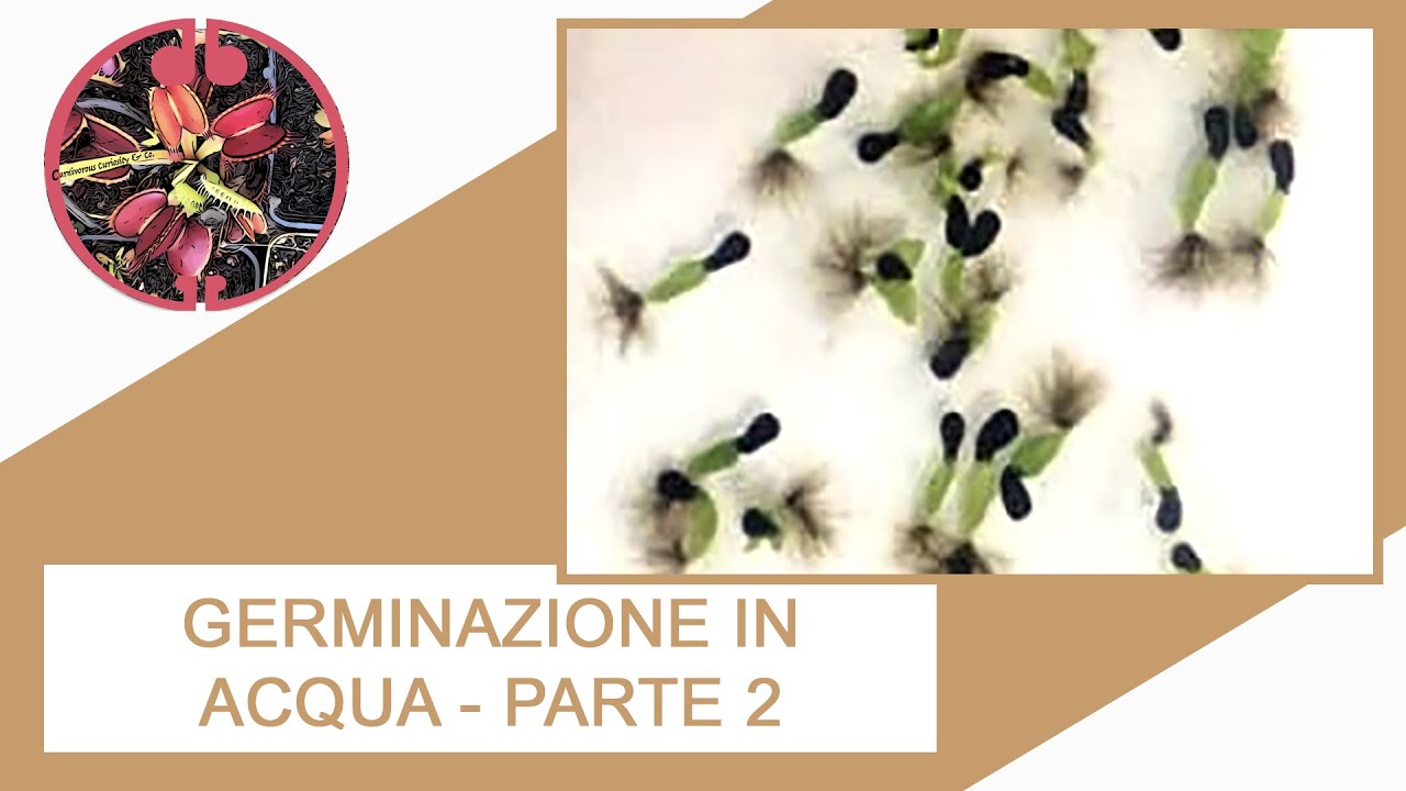 Germinazione in Acqua semi di Dionaea muscipula- parte 2. - YouTube