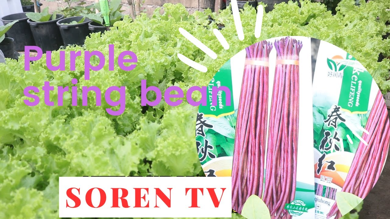 Growing Purple string bean - YouTube