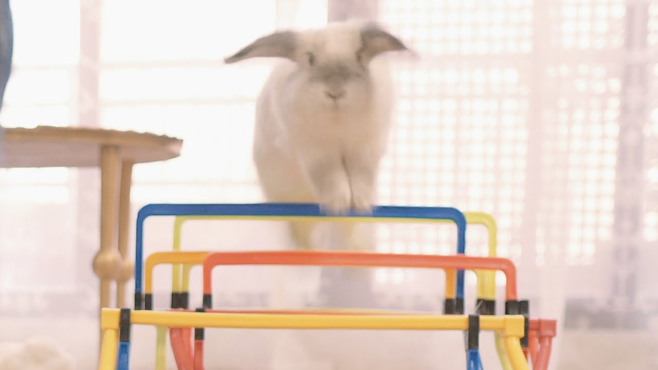 Cute Bunny Jumping 2 - YouTube